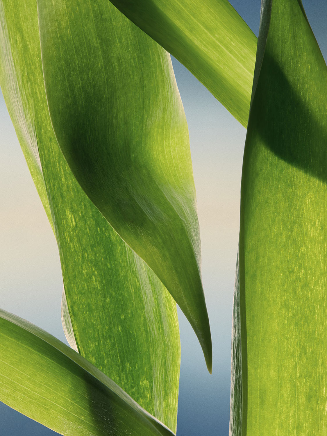 Romain Prochain - Beaumonde Paris